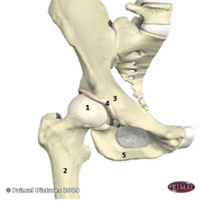 Anatomy of the Hip - Mr Nadim Aslam